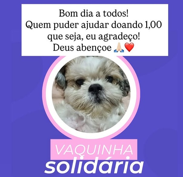 Doguinho diagnosticado com anemia e pedra nos rins mobiliza campanha ...